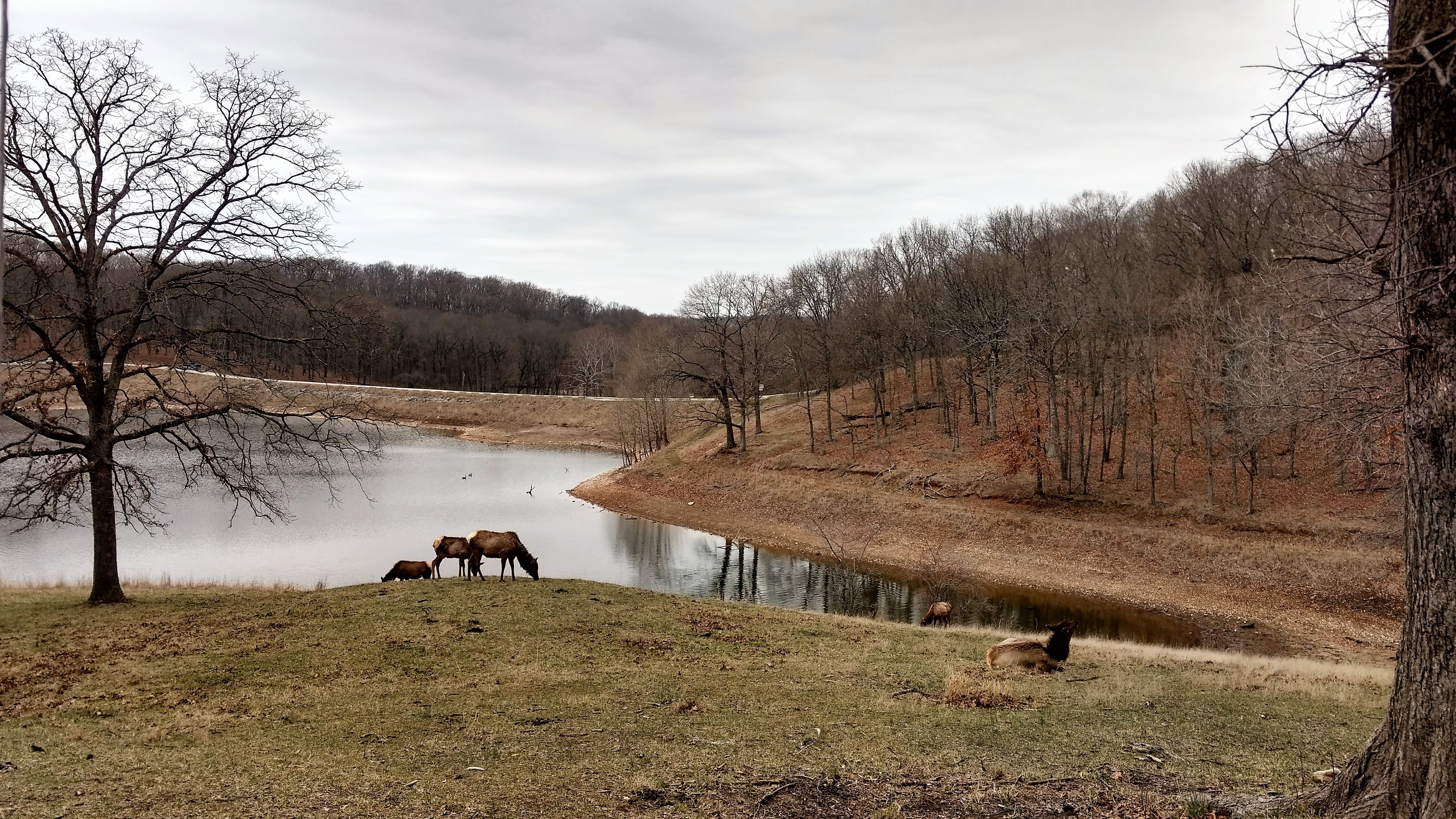 20180325 Elk at Lake in Lone Elk County Park – Our Next Chapter