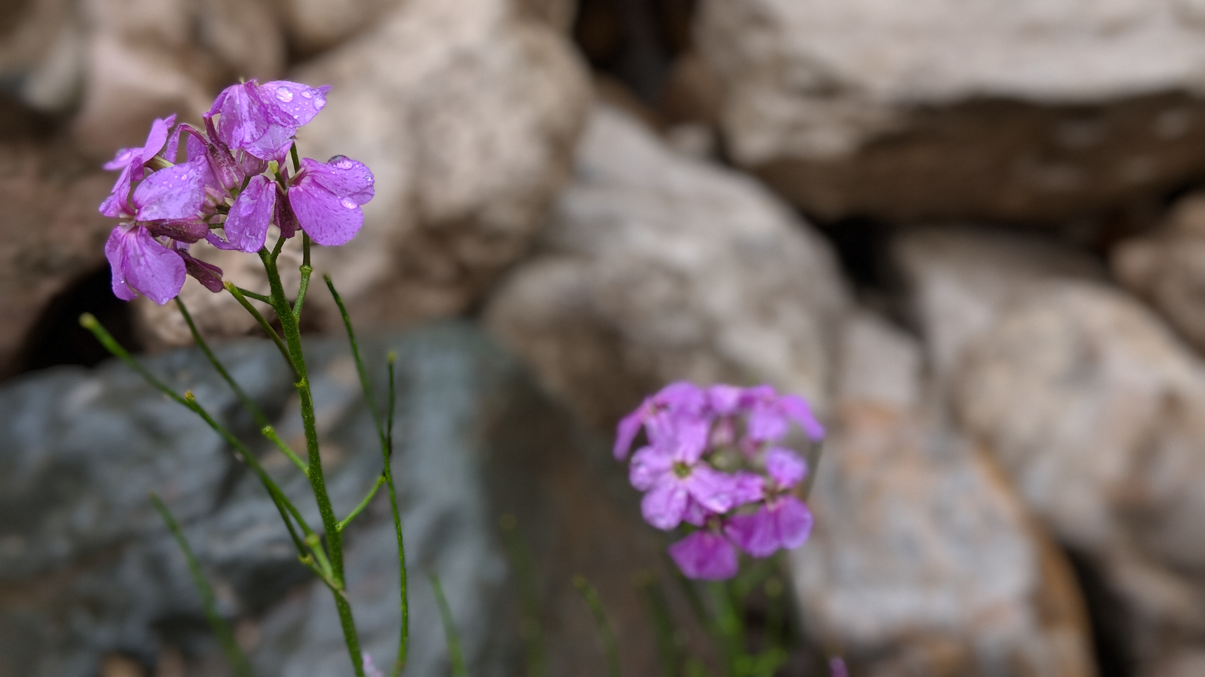 20180620 Spearfish Canyon SD Flowers – Our Next Chapter