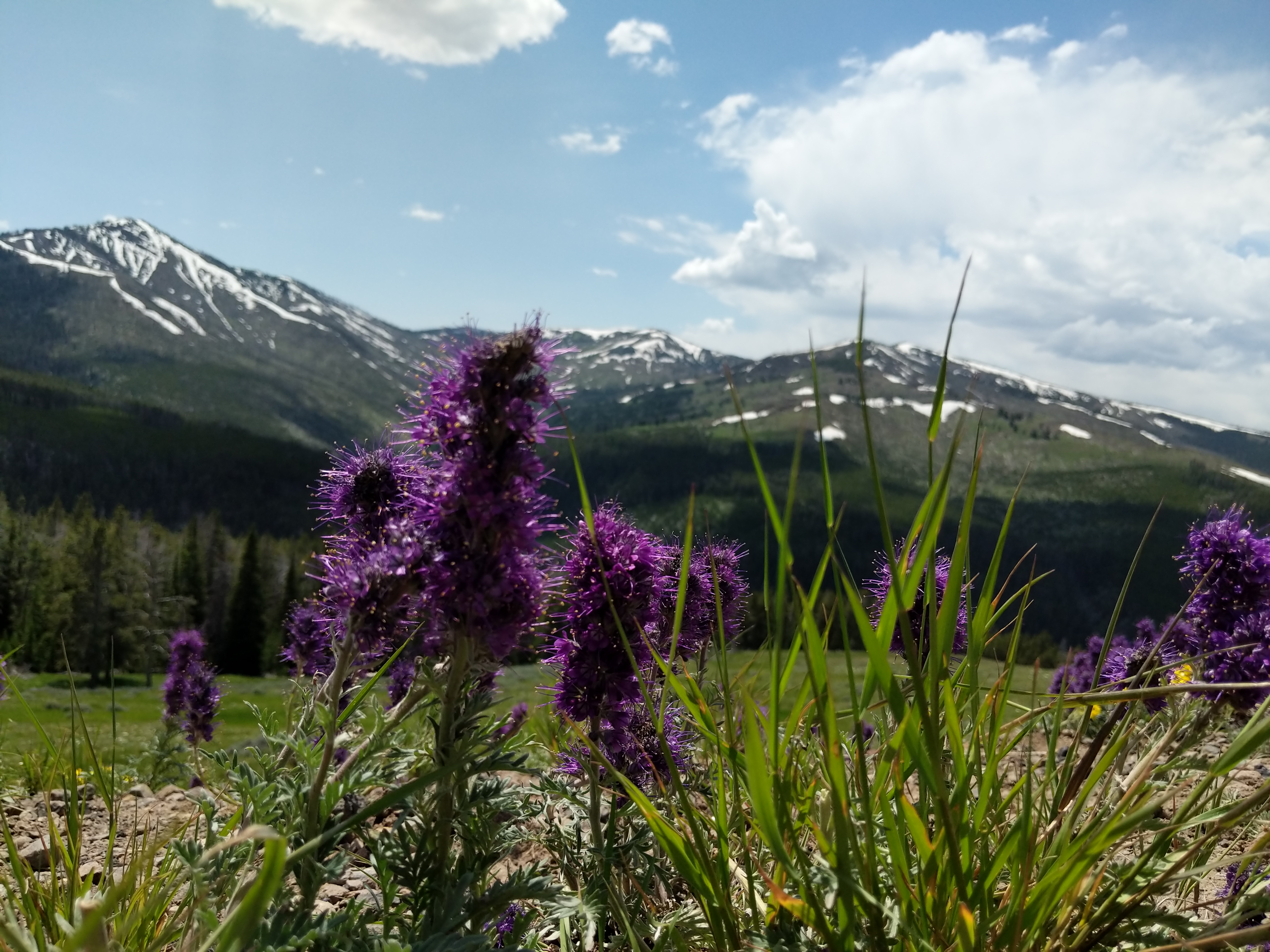 20180628 Yellowstone Purple Flowers Snow Caps – Our Next Chapter