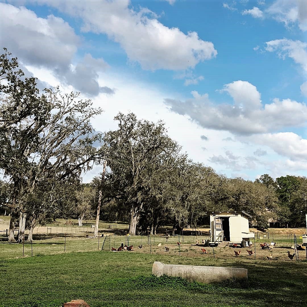 20190309 Golden Acres FL Pasture – Our Next Chapter